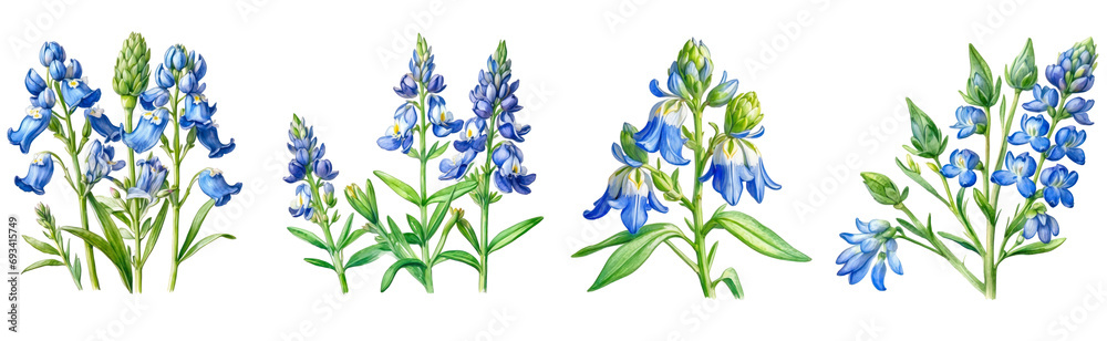 set of watercolor Bluebonnets flower clipart on transparent background ...