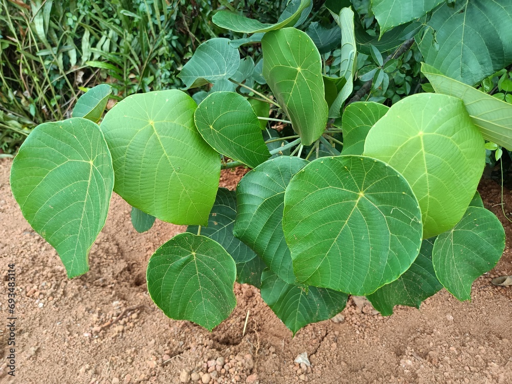 Macaranga tanarius is a plant found in South East Asia, Thailand, Papua ...