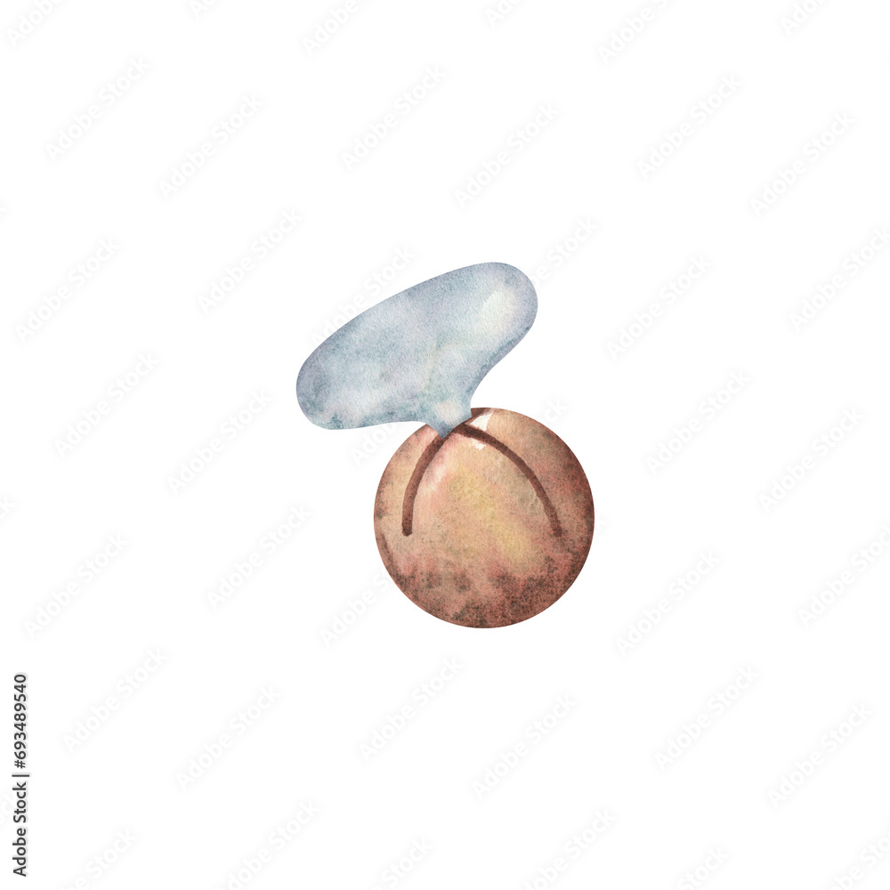 Watercolor macadamia nuts in shell and without with a metal key ...