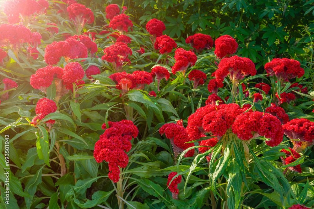 Red crested cockscomb (Celosia argentea var. cristata) growing in a ...