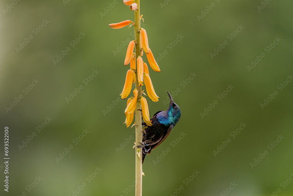 The purple sunbird is a small bird in the sunbird family found mainly ...