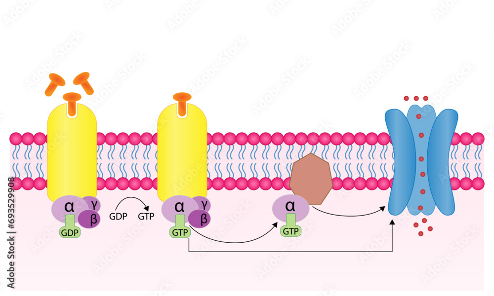 G protein coupled receptors gated ion channel. Structure of a G protein ...