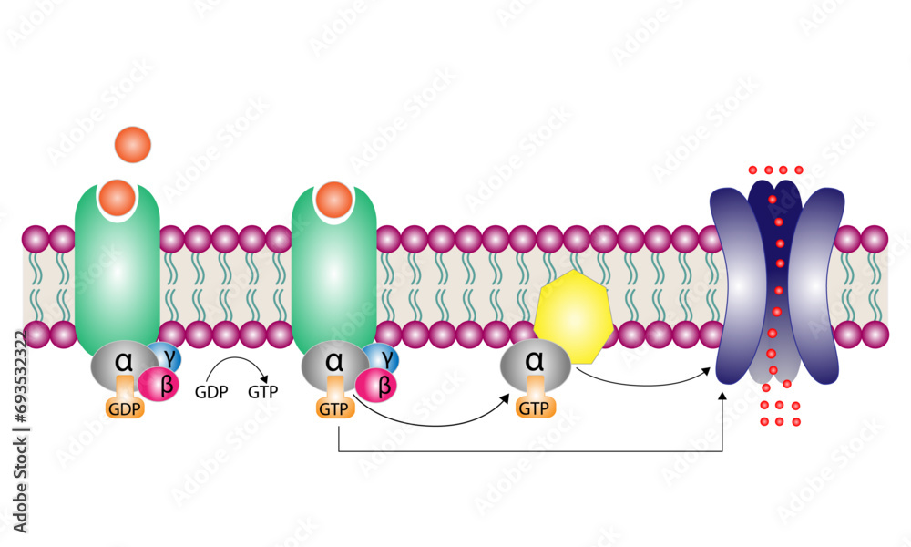 G protein coupled receptors gated ion channel. Structure of a G protein ... G protein coupled receptors gated ion channel. Structure of a G protein ...