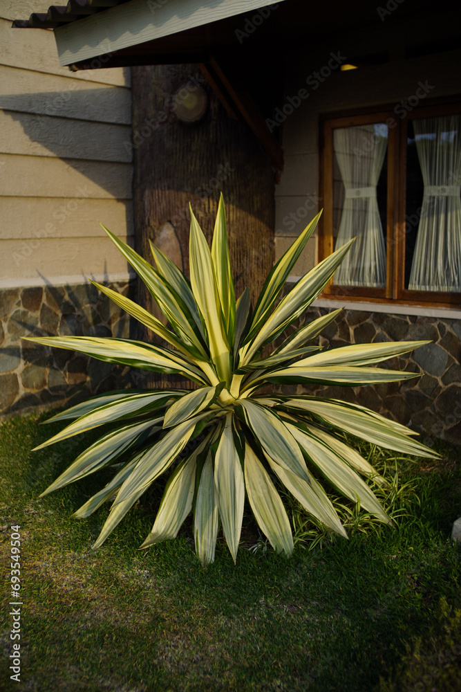 Furcraea foetida, Mauritius hemp Family Asparagaceae. Common name ...