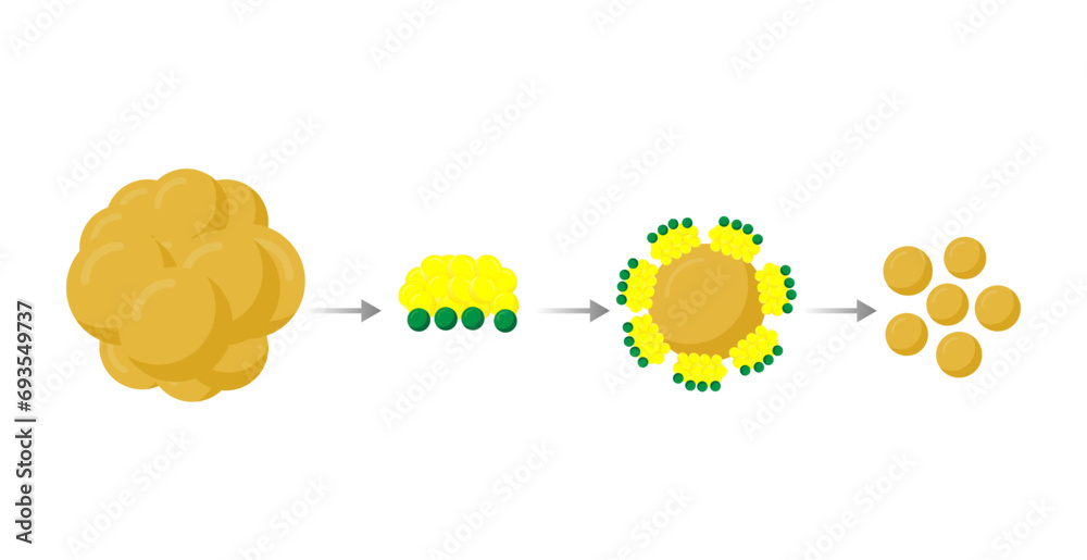 Lipid emulsification, Fat Molecule, Lipid droplets, Lipid Digestion ...