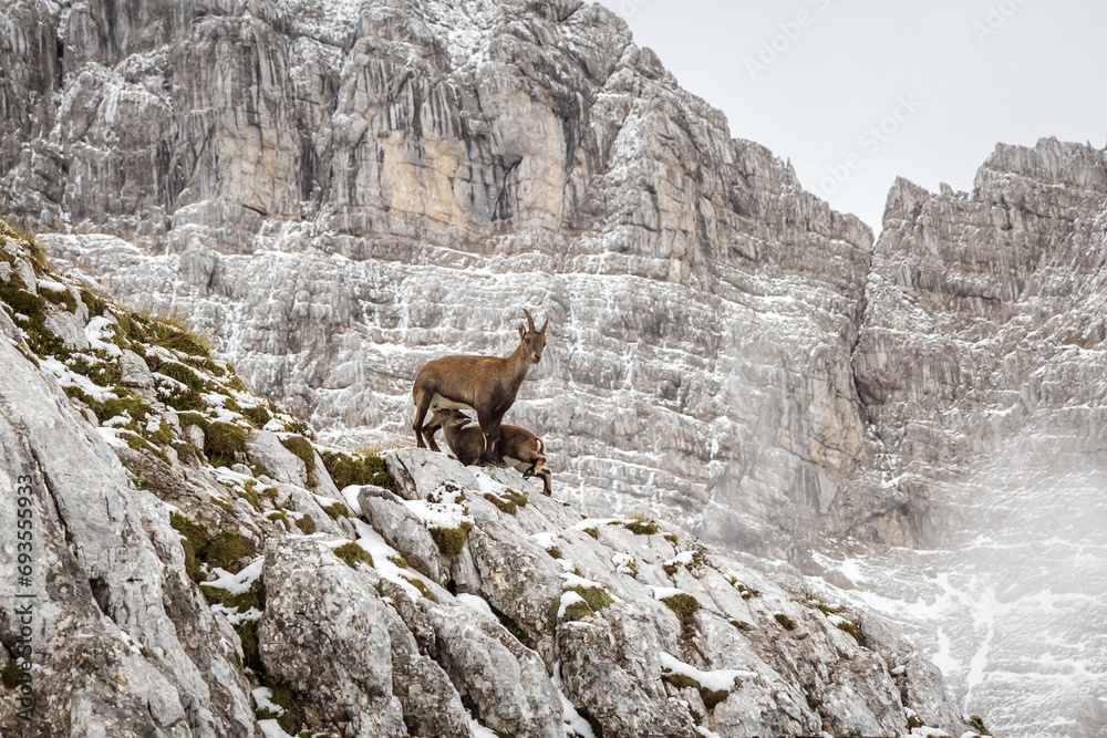 Alpine Ibex Family - Baby of Capra Ibex Milking from Its Mother in High ...