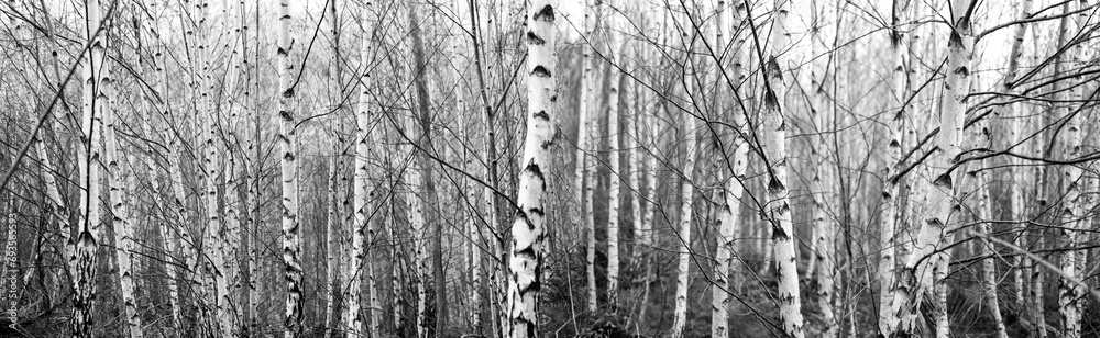 Panoramic wide angle background of birch tree trunks (Betula). Grey ...