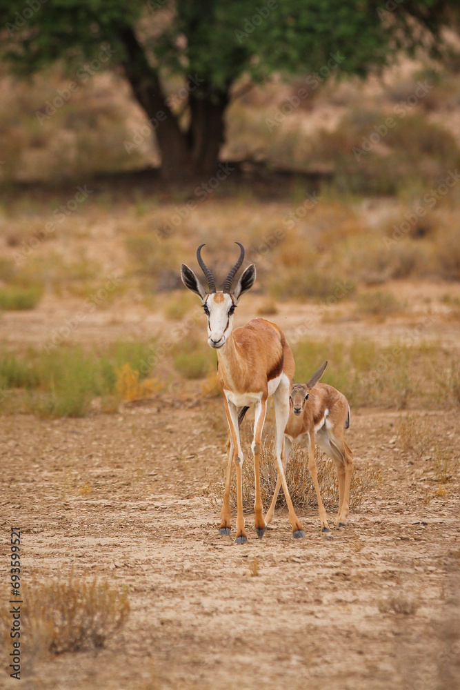 Baby springbok with its mother in the Kalahari Desert Stock Photo ...