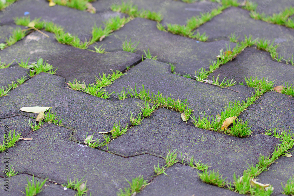 Weeds amongst unmaintained paving. Weed problem on the pavement. Weeds ...