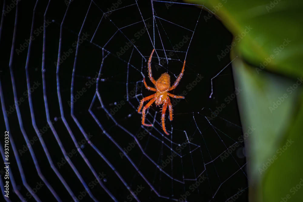 Insects and amphibians at night in Drake bay (Costa Rica) Stock Photo ...