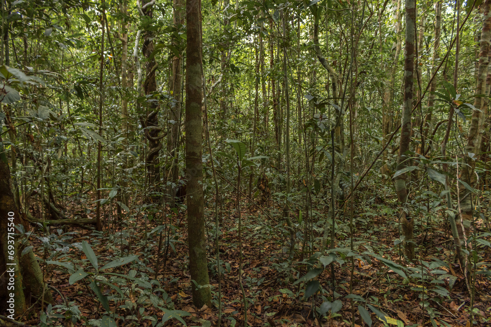 Rodal forest with white sand soil, a rare ecosystem characterized by ...
