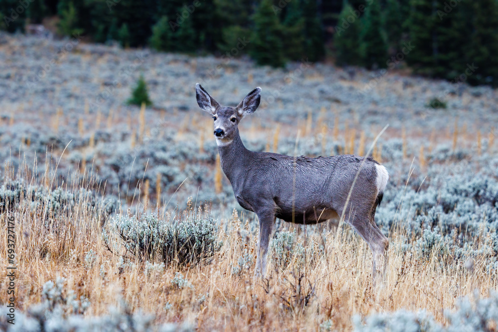 Mule deer (Odocoileus hemionus) doe standing broadside in a meadow ...