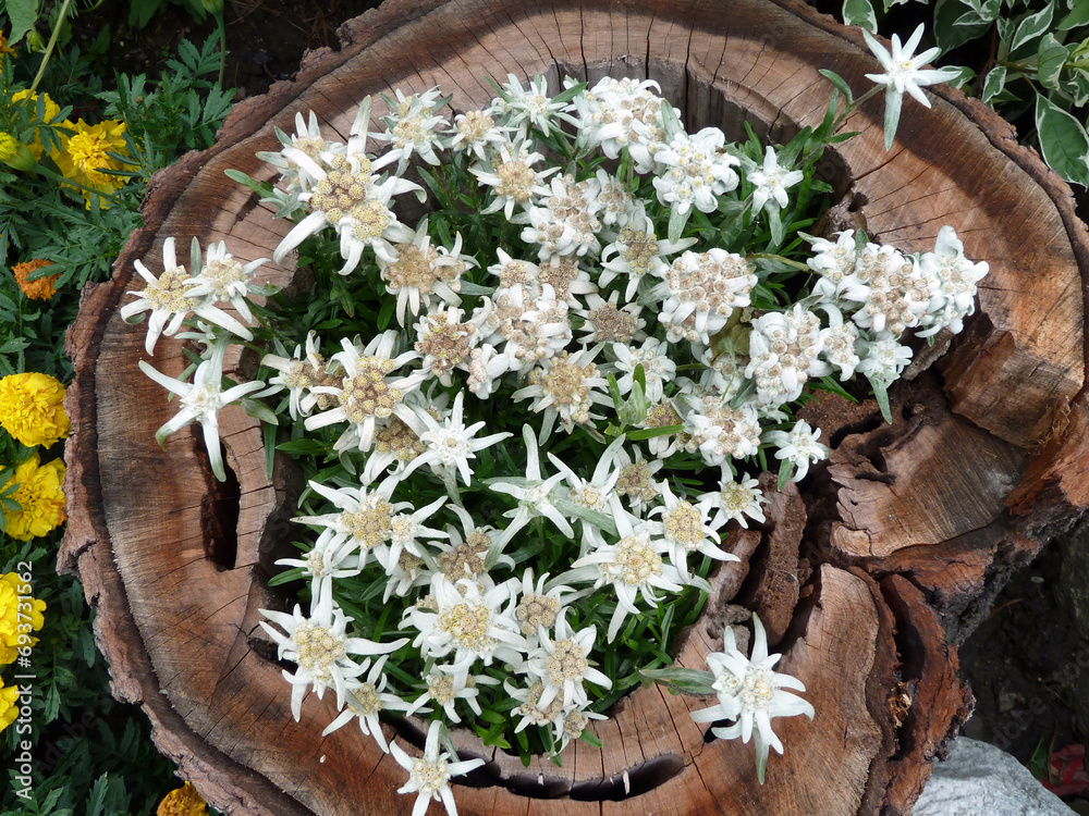 Edelweiss flor de la nieve foto de Stock | Adobe Stock