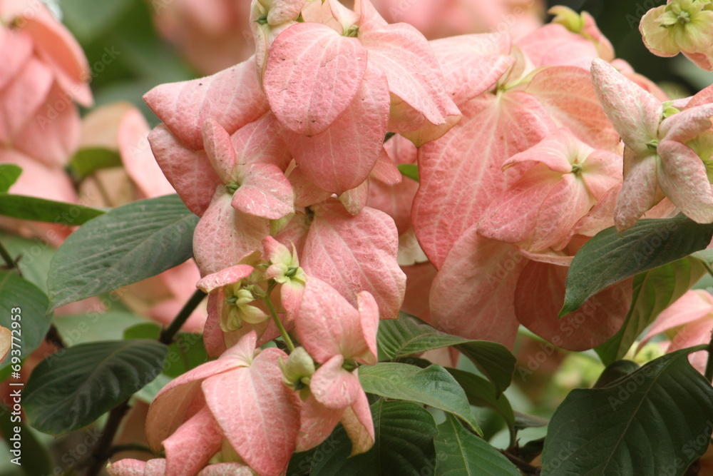 Pink Mussaenda philippica flower display under bright daylight with ...