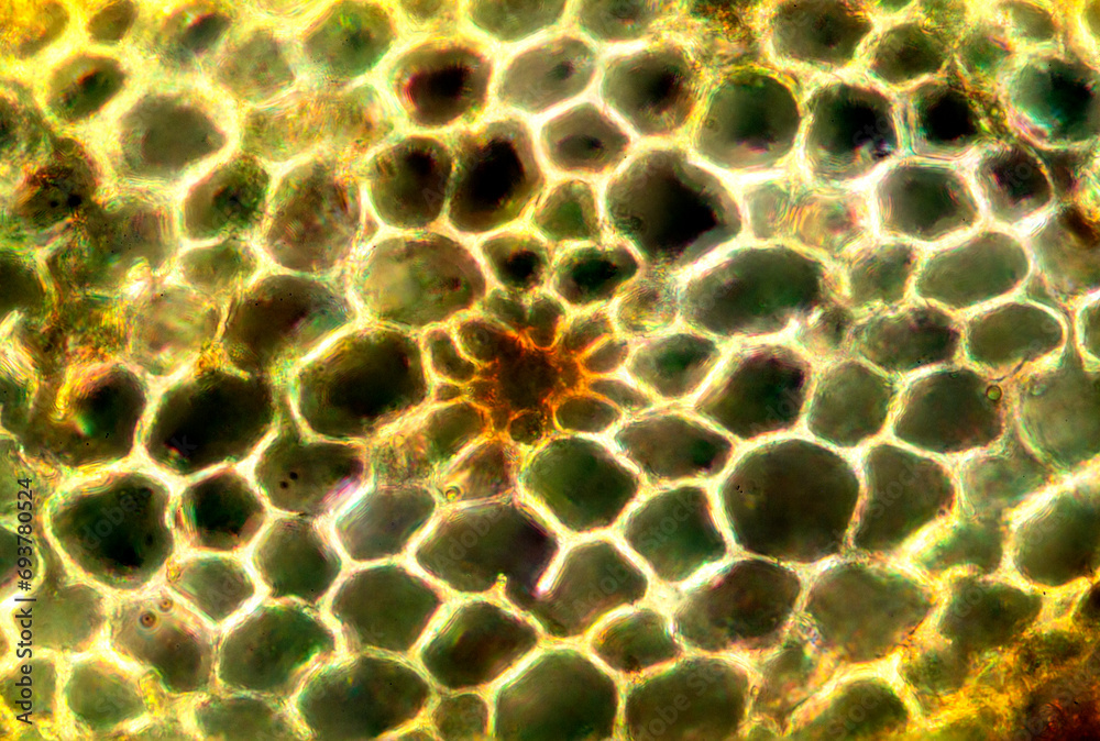 Cross section of the stem of a moss, with polarization. Stock Photo ...