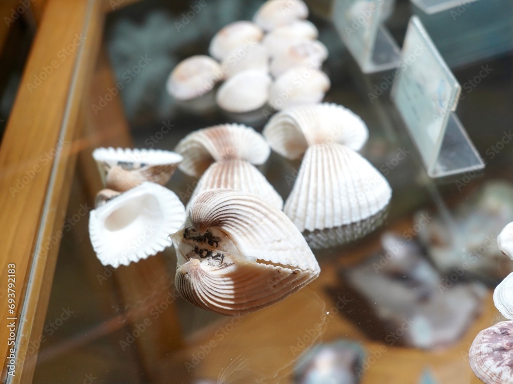 Collection of seashells show at Rayong Aquarium Thailand. Stock Photo ...