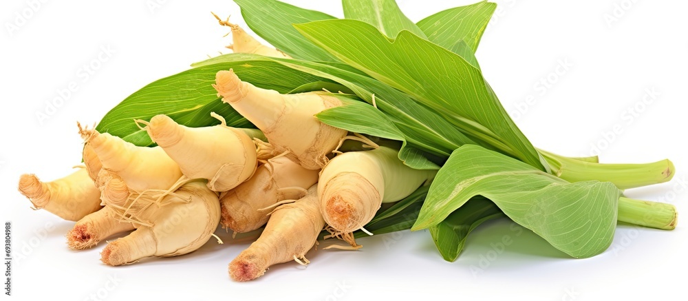Kaempferia galanga is a ginger plant called galangal, also known as ...