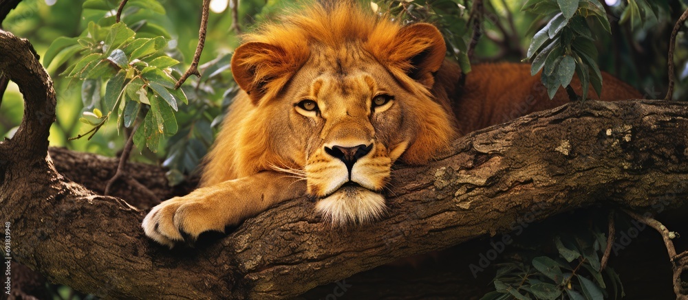 Renowned lion climbing tree, resting on euphorbia, in Queen Elizabeth ...