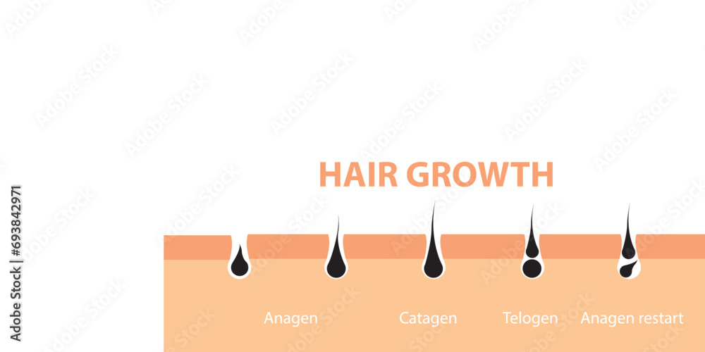 Hair growth cycle skin. Follicle anatomy anagen phase, hair growth ...