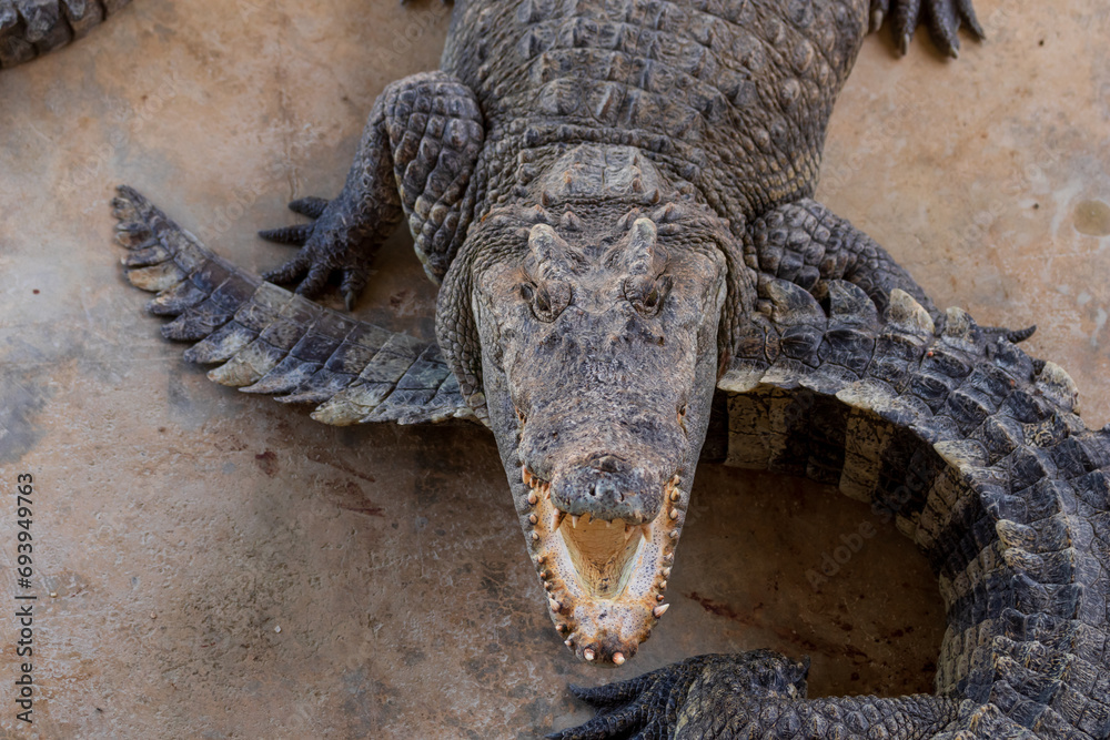 Crocodile park is now common in some countries. The close view of the ...