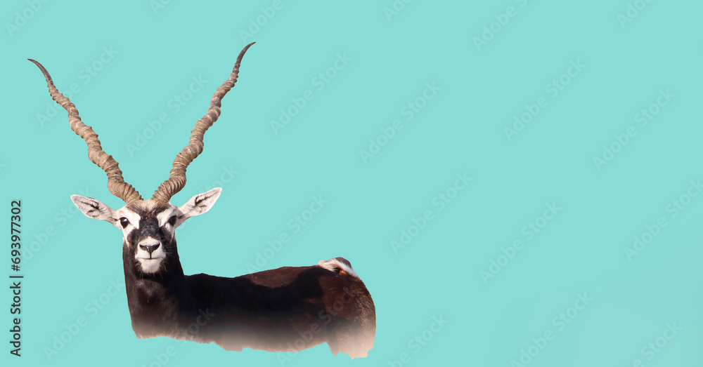 Endangered species Blackbuck in Bishnoi village forest reserve area ...