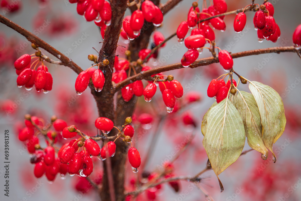Fresh red fruits (cornus fruit, cornelian cherry) with raindrops on the ...