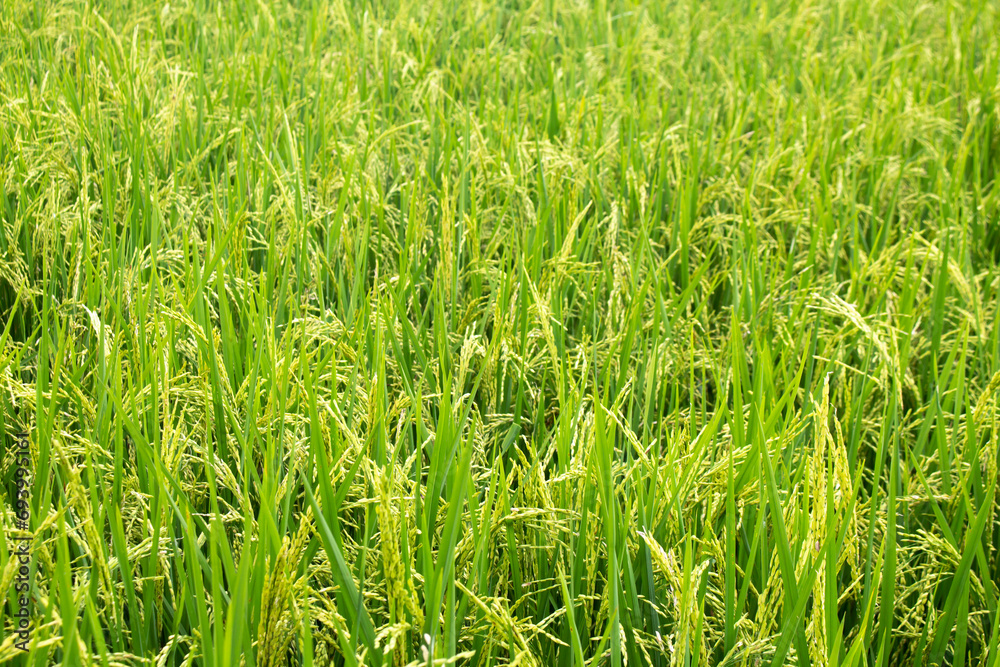 Ricefield. Close-up view of Asian rice seeds in rice grain. Close up ...
