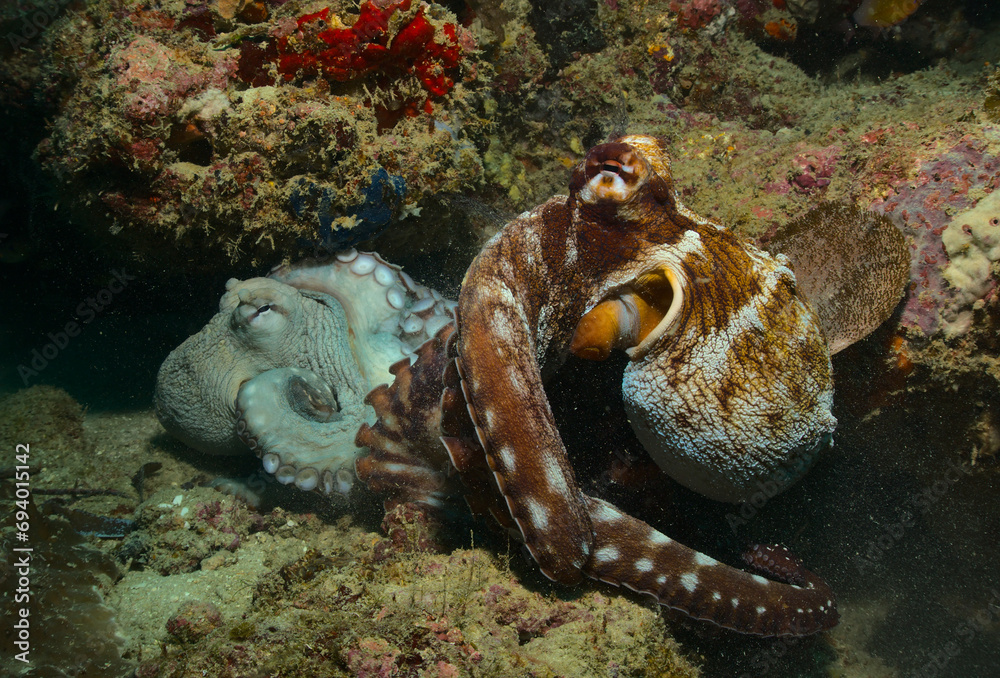 A Pair Of Big Blue Octopuses Of Variable Colouration Mating Near A
