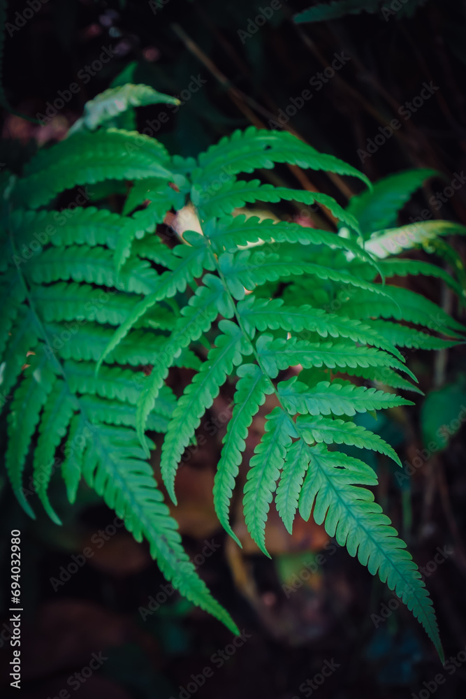 Plantas tromicales de la selva misionera y amazonica de hojas verdes y ...