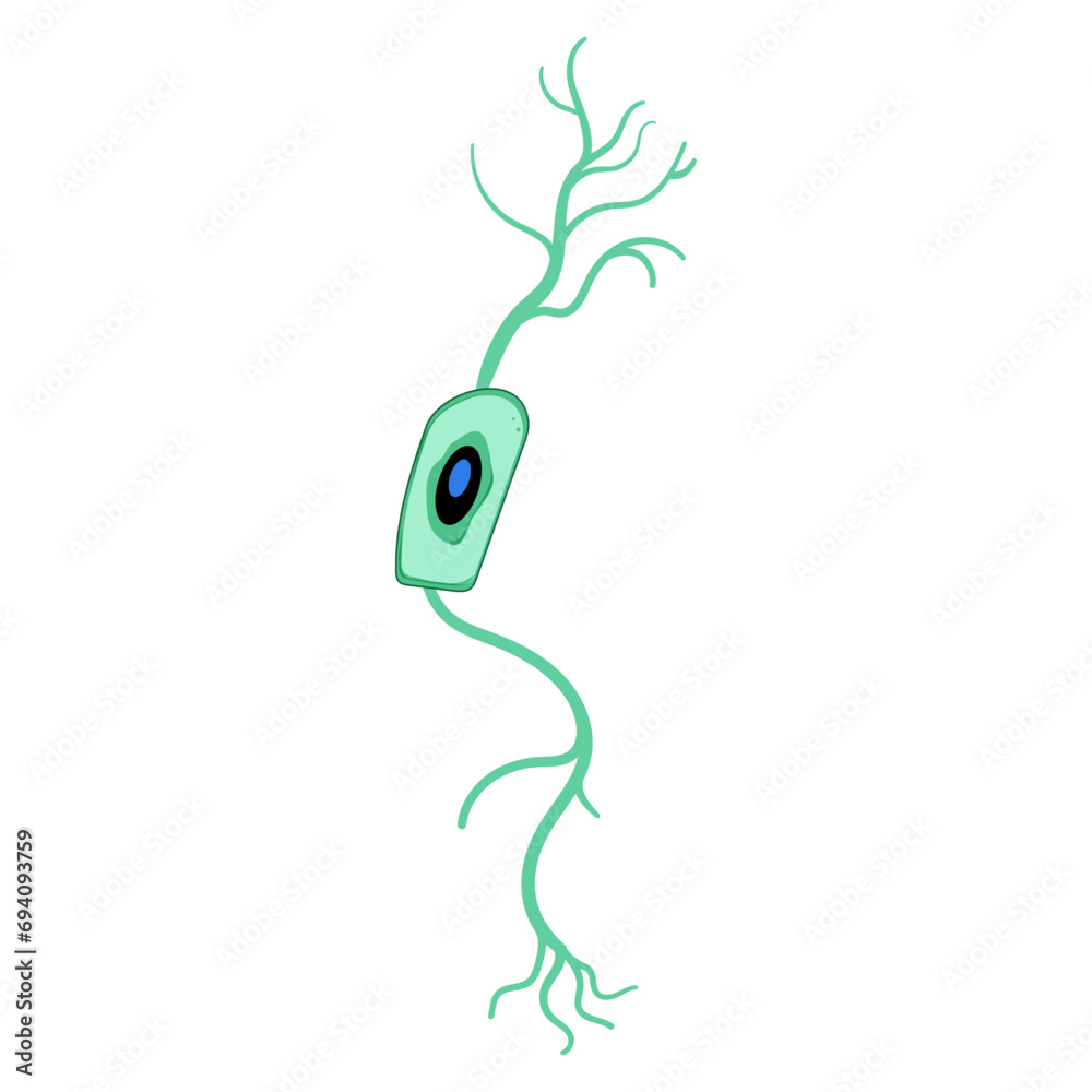 structure neurons cartoon. human anatomy, diagram myelin, axon ... structure neurons cartoon. human anatomy, diagram myelin, axon ...