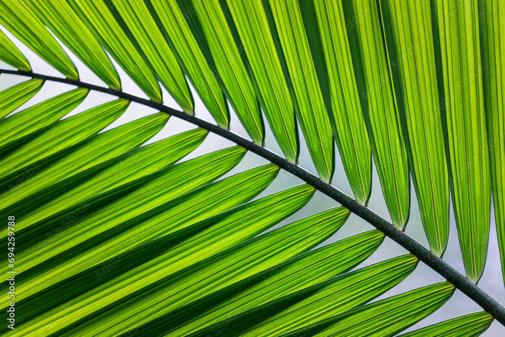 Green palm tree leaf detail Stock Photo | Adobe Stock