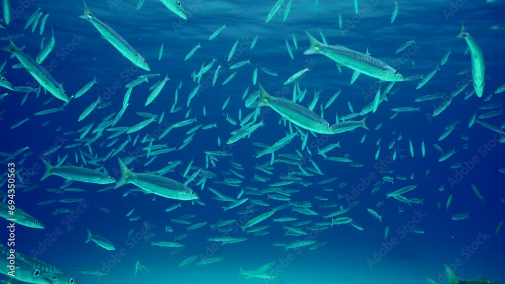 Lot of Barracudas swims under surface of water in blue water, slow ...