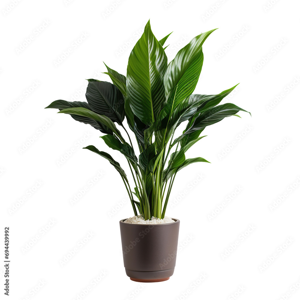 Peace Lily Spathiphyllum spp houseplant in a pot on a transparency ...