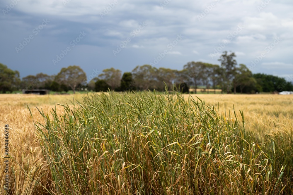 wheat grain crop in a field in a farm growing in rows. growing a crop ...