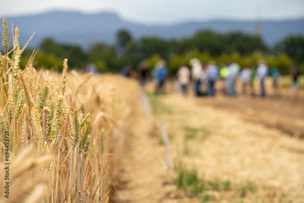 group of farmers doing a crop walk learning about crop health and ...