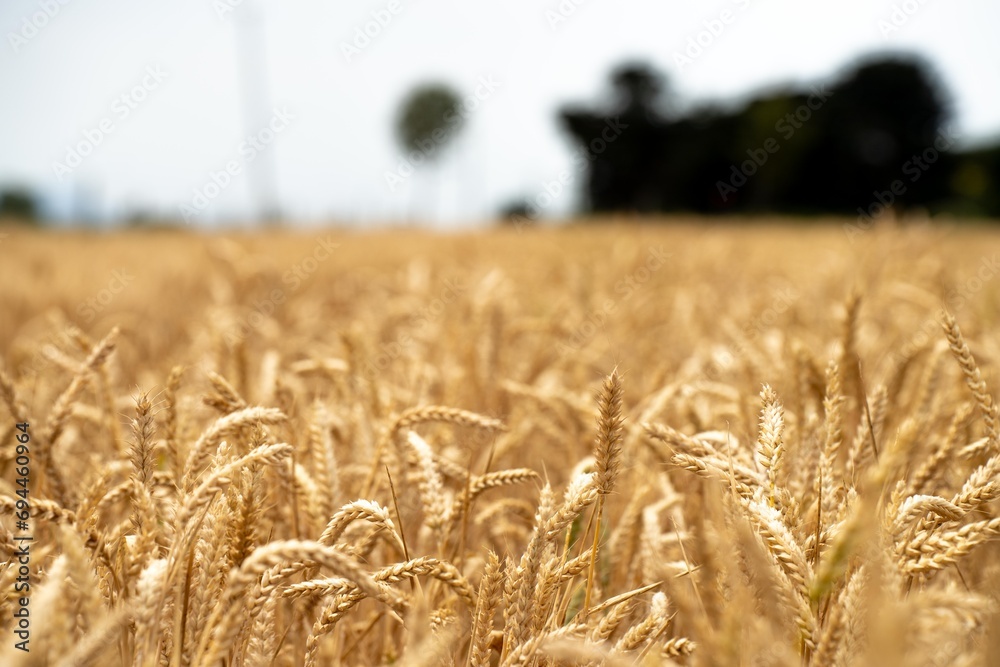 Crop rows of wheat and barley plants showing Agriculture growth and ...