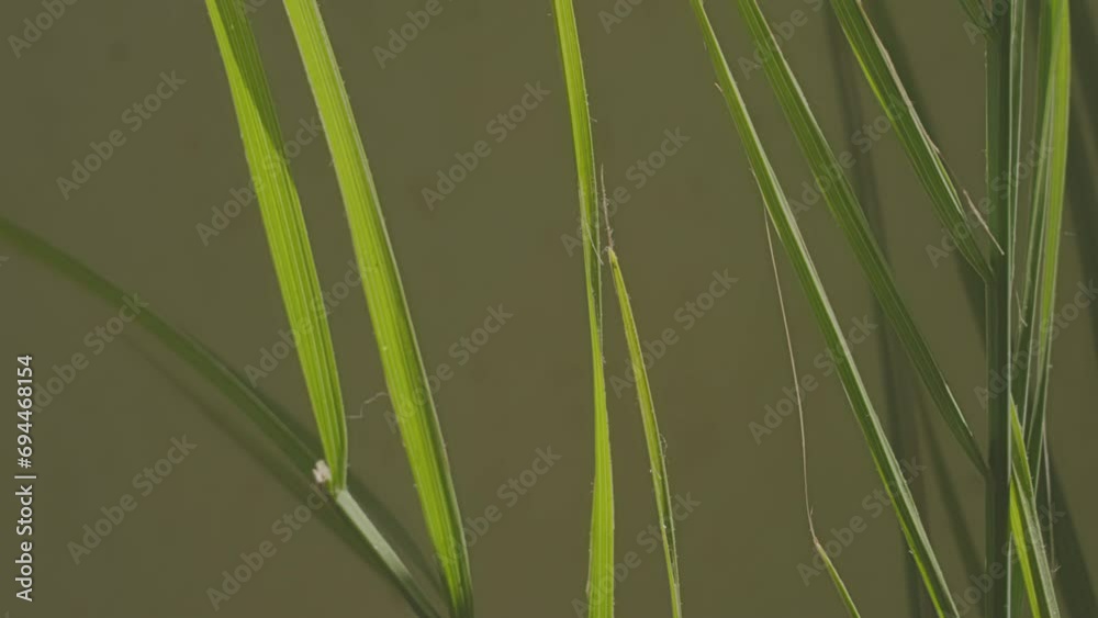 Sun rays fall on houseplant with dusty leaves in apartment. Untidy ...