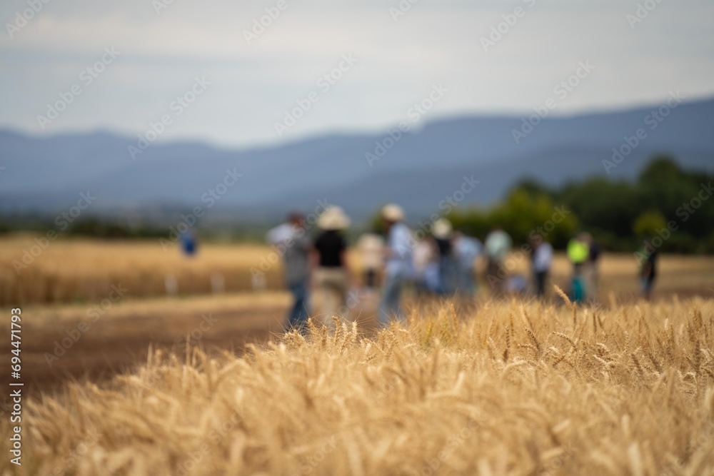 agricultural field day with a group of farmer growing wheat and barley ...