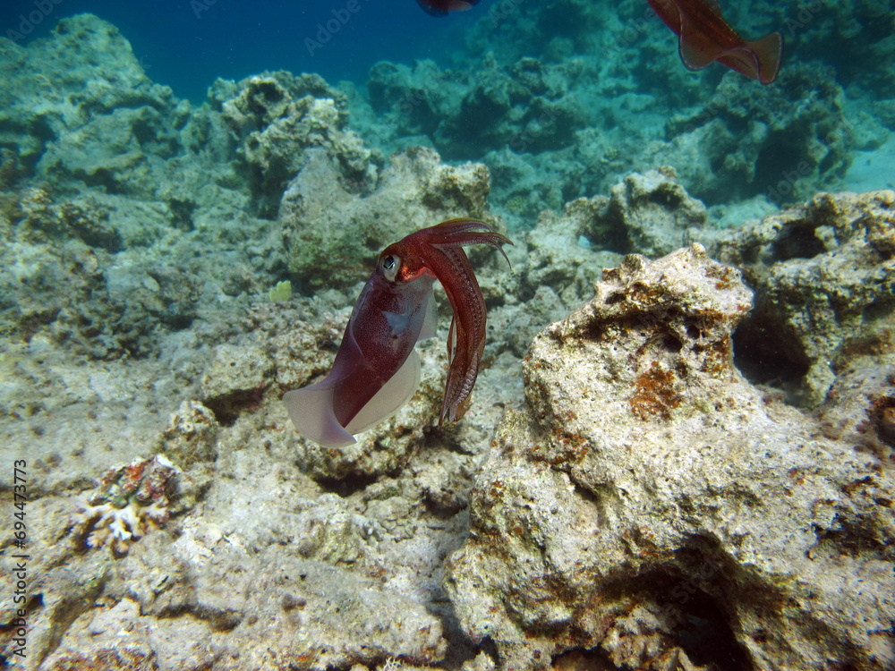 The cuttlefish squid (Sepioteuthis lessoniana) is a ten-armed ...