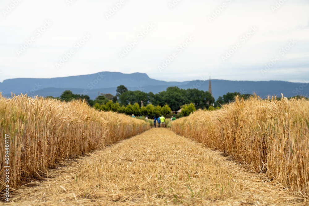 Crop rows of wheat and barley plants showing Agriculture growth and ...
