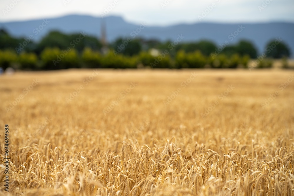 wheat grain crop in a field in a farm growing in rows. growing a crop ...