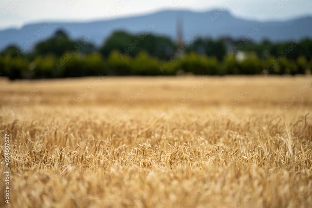 Crop rows of wheat and barley plants showing Agriculture growth and ...