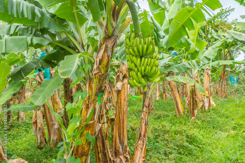 Plantation de bananiers à la Martinique, Antilles Françaises. Stock ...