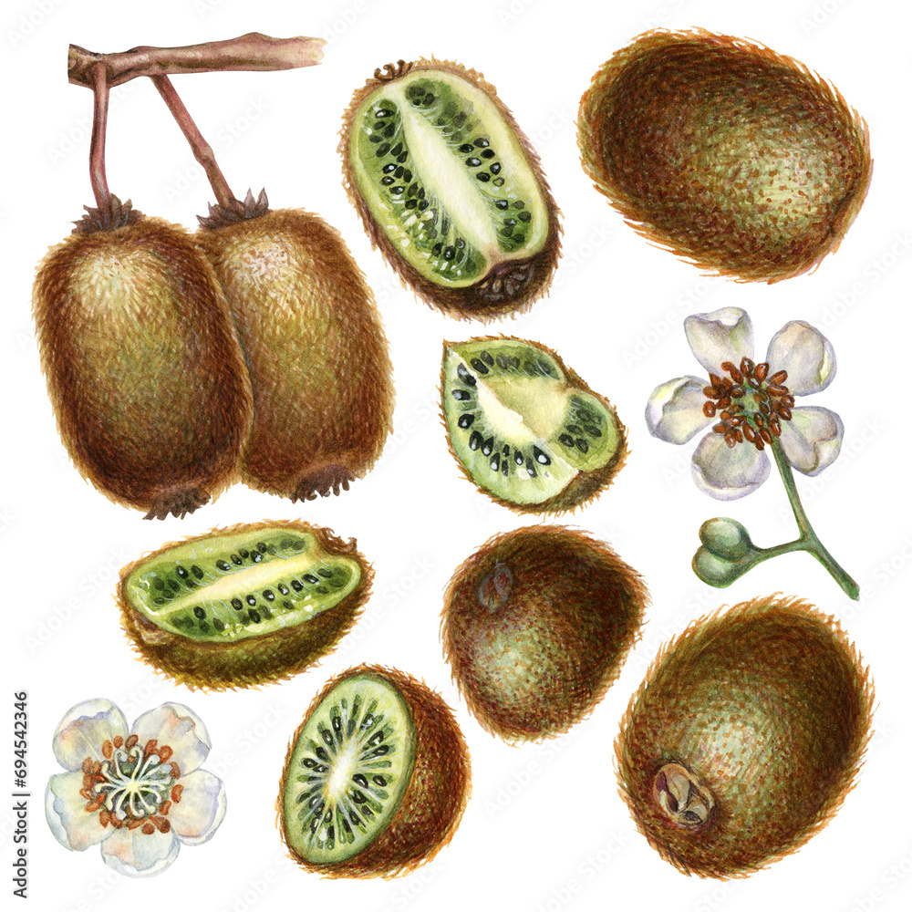 Watercolor bright brown fruits, green leaves and white flowers of kiwi ...