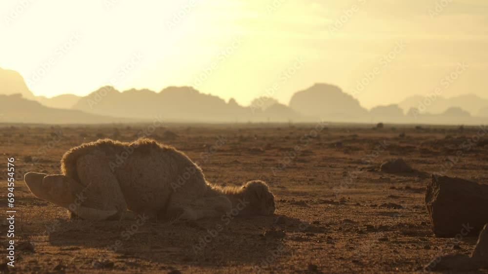 Only a baby camel lies on the dusty dry ground in the desert at sunrise ...