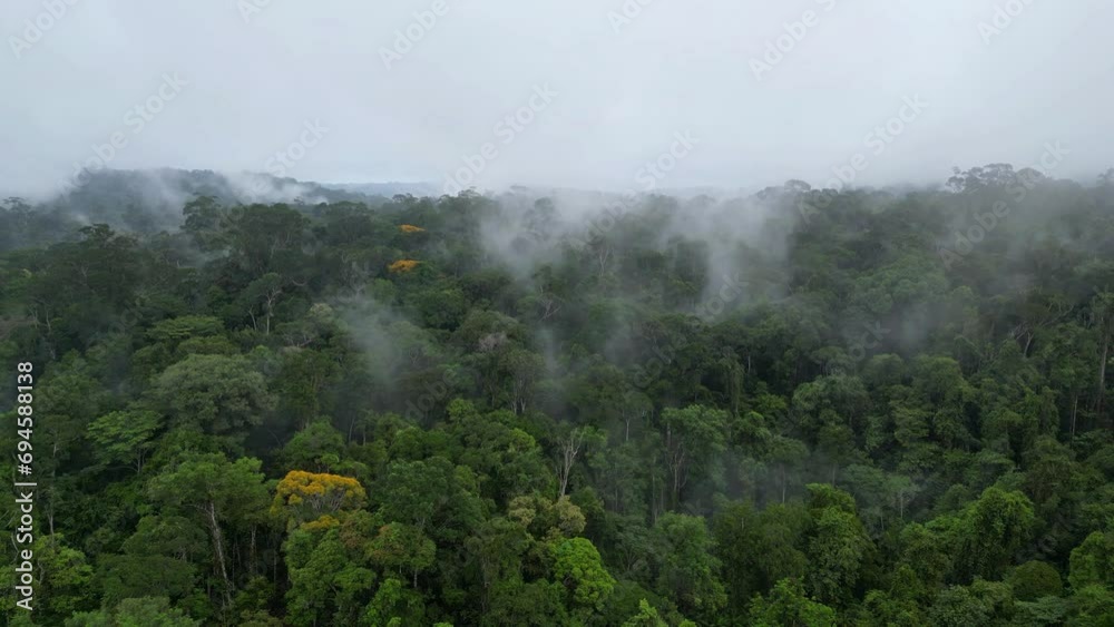 The Amazon's breath. Aerial view showing a thick fog of humidity ...