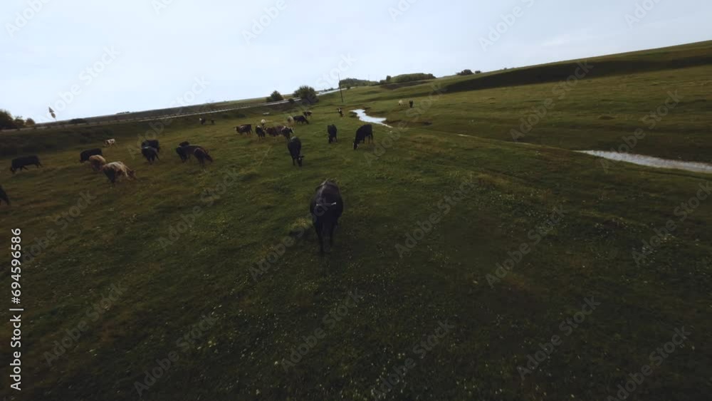 FPV shooting of a herd of cows, a herd of cows grazing in a field ...