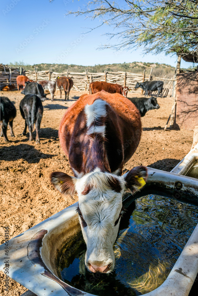 We see a corral for animals, full of calves and cows, in the foreground ...
