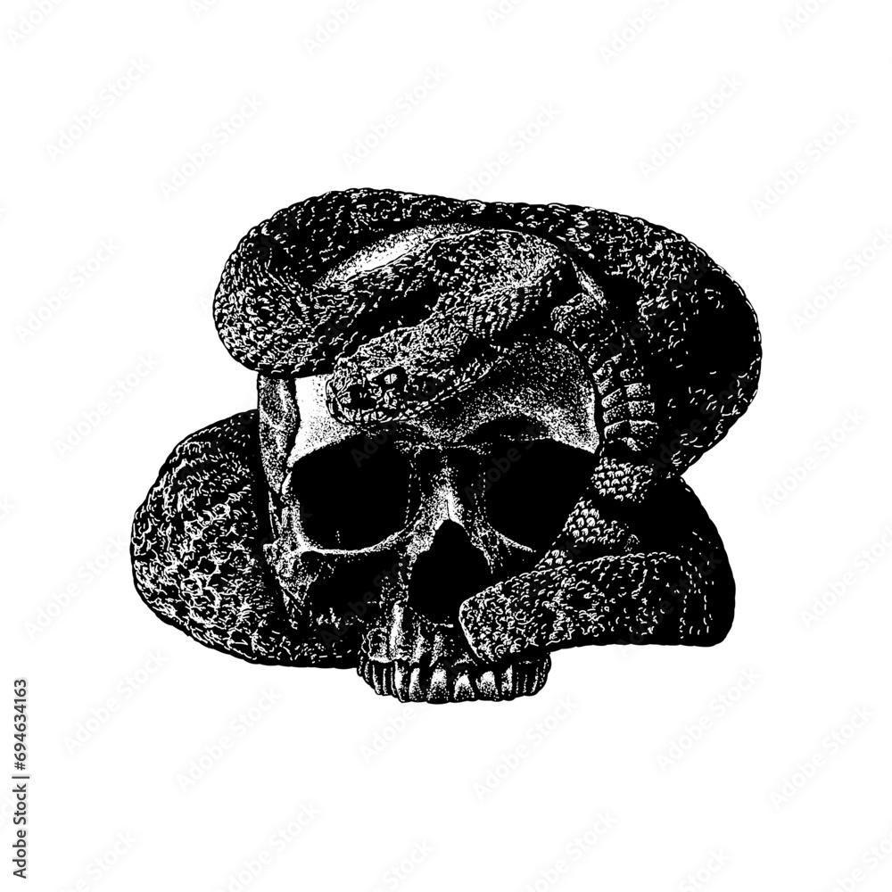 skull and rattlesnake hand drawing vector isolated on background. Stock ...
