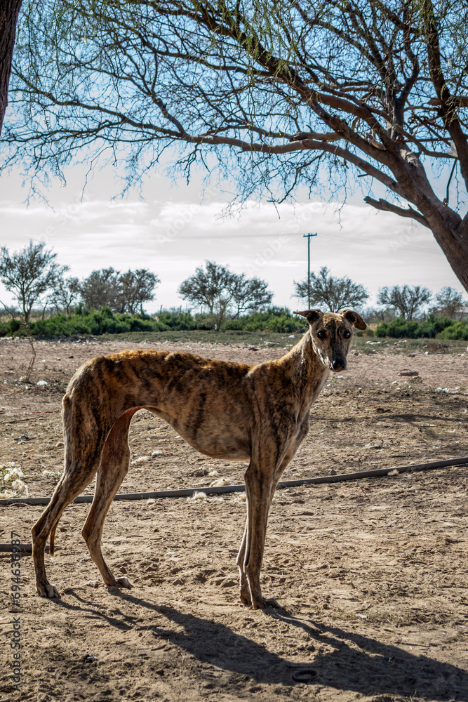 We see a beautiful Spanish Greyhound dog, ideal for hunting hares and ...